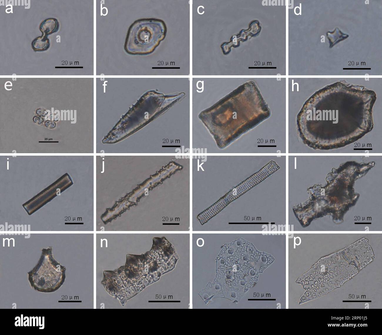 Microscopic plants hi-res stock photography and images - Alamy
