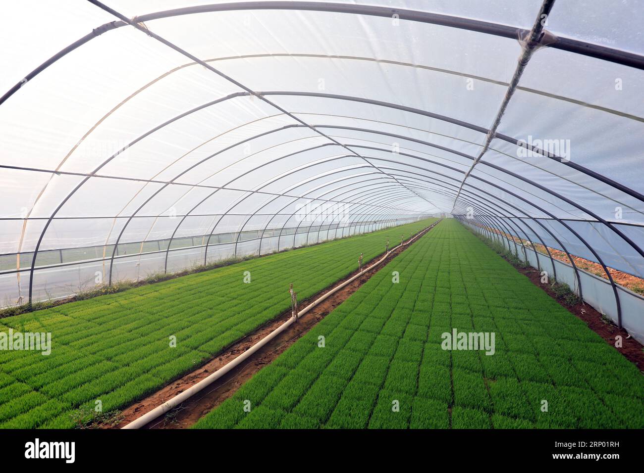 Rice seedling greenhouse, North China Stock Photo - Alamy