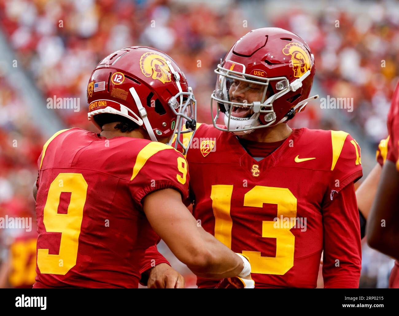 Jackson wolf hi-res stock photography and images - Alamy