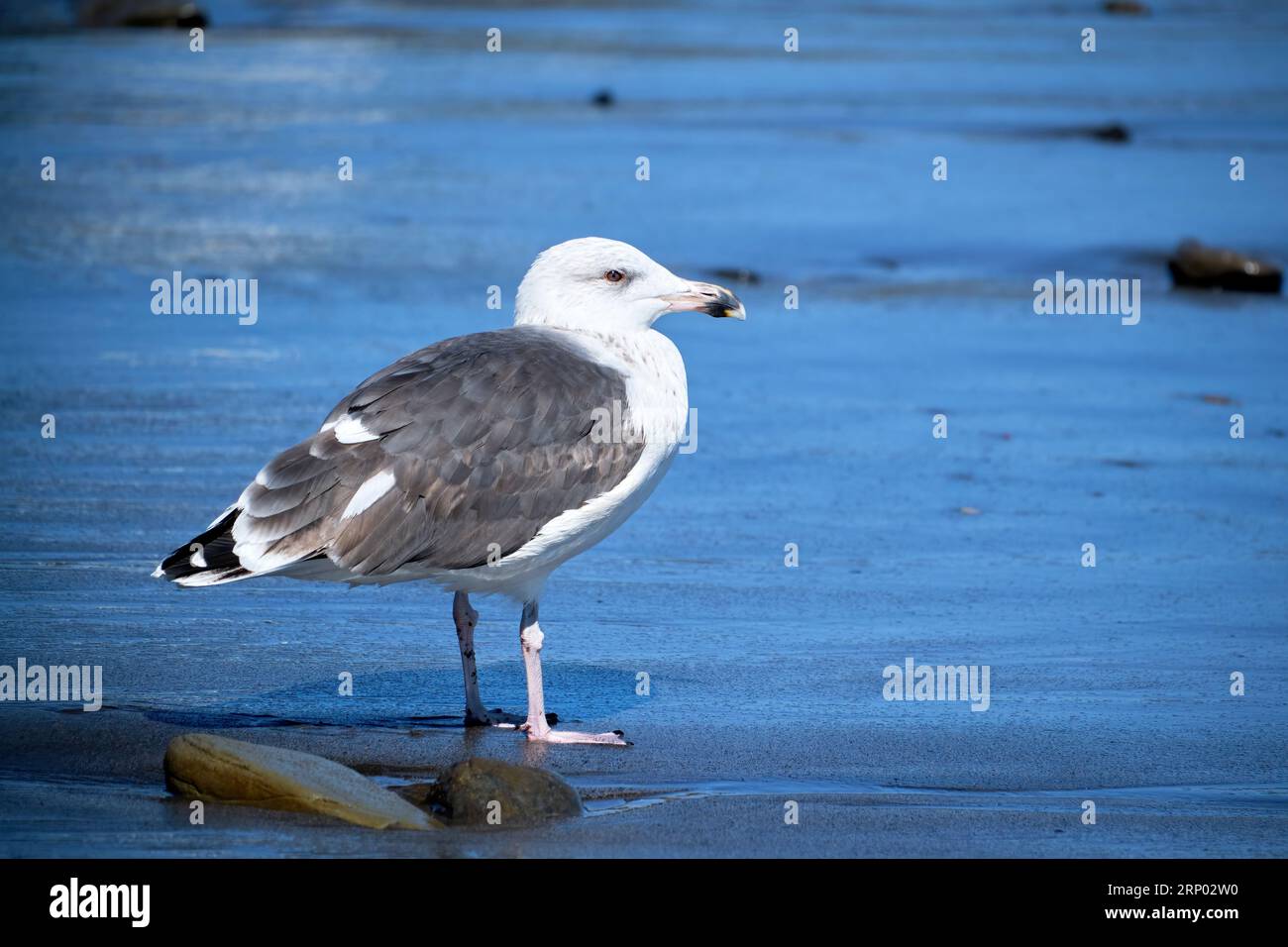 Rig-billed Gull, Larus delewarensis, scavenging for food in the surf of ...