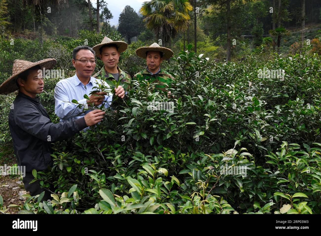 Tea garden china wuyi mountain hi-res stock photography and images - Alamy