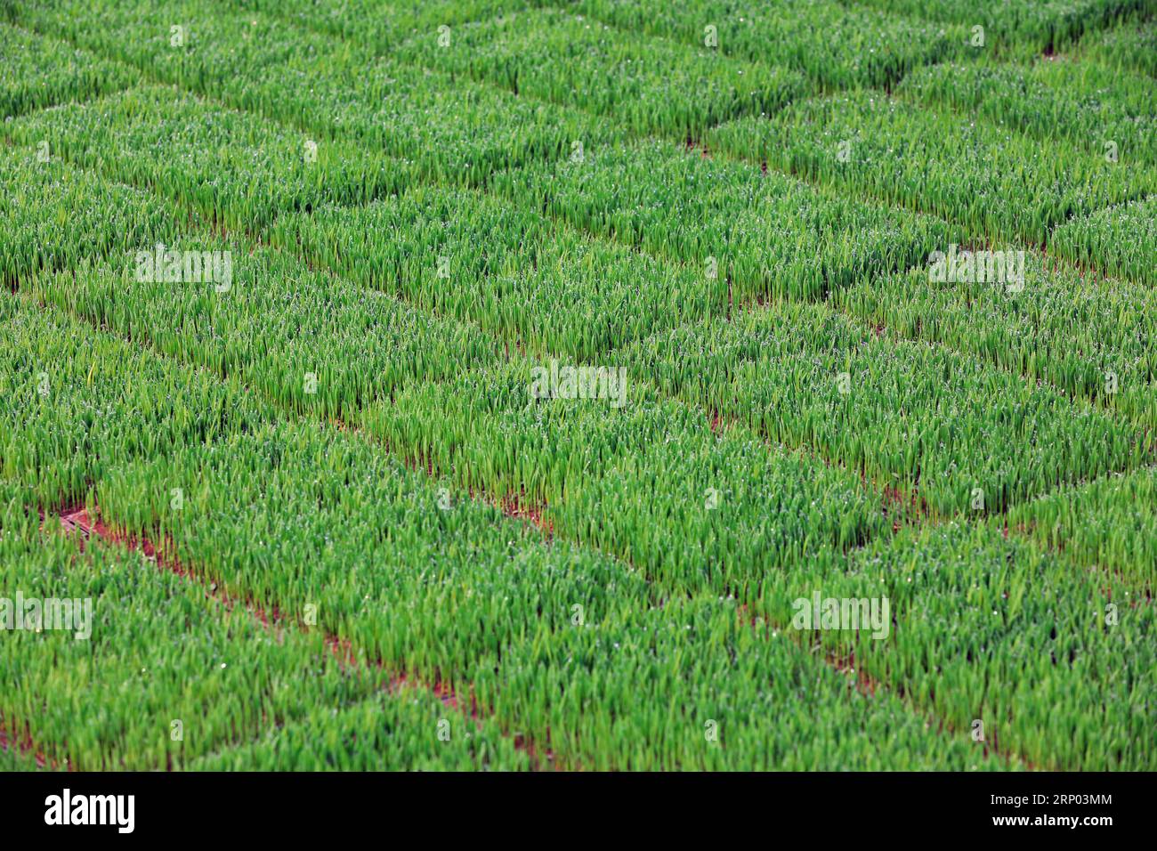 Vigorous growth of rice seedlings, North China Stock Photo - Alamy