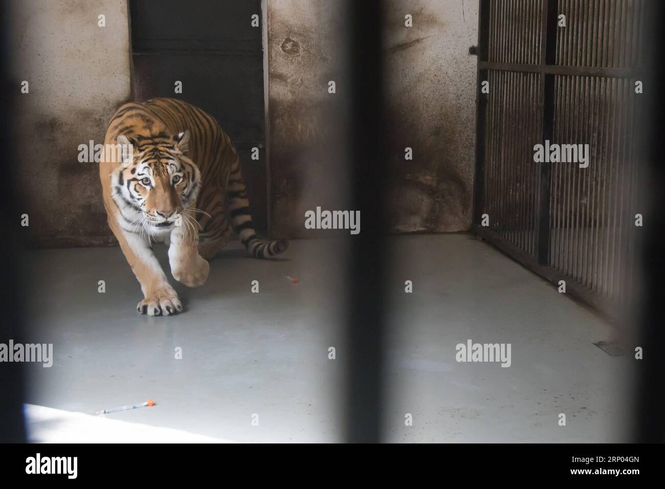 Human joints hi-res stock photography and images - Alamy