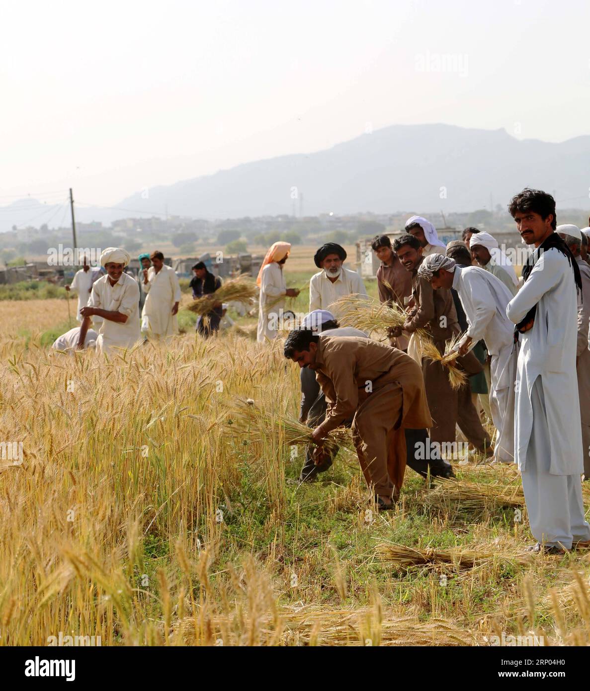 Punjab pakistan wheat field hi-res stock photography and images - Alamy