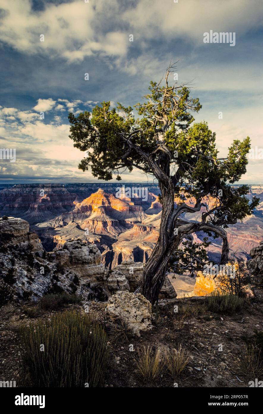 Tree Grand Canyon National Park Tusayan, Arizona, USA Stock Photo - Alamy