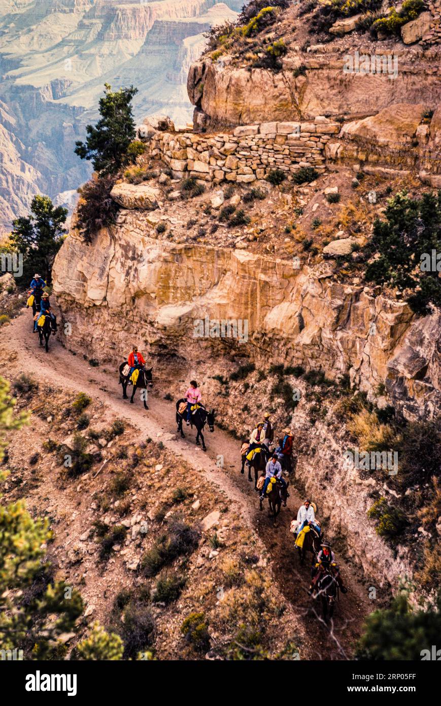 Mule Train South Rim Grand Canyon National Park Tusayan, Arizona, USA ...