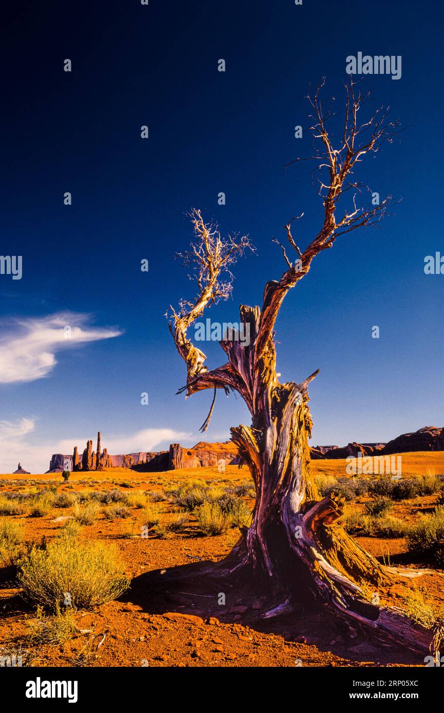 Tree Monument Valley Kayenta, Arizona, USA Stock Photo - Alamy