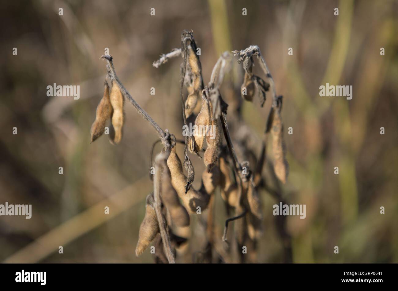 (180422) -- ZARATE, April 22, 2018 -- Image taken on April 19, 2018 ...