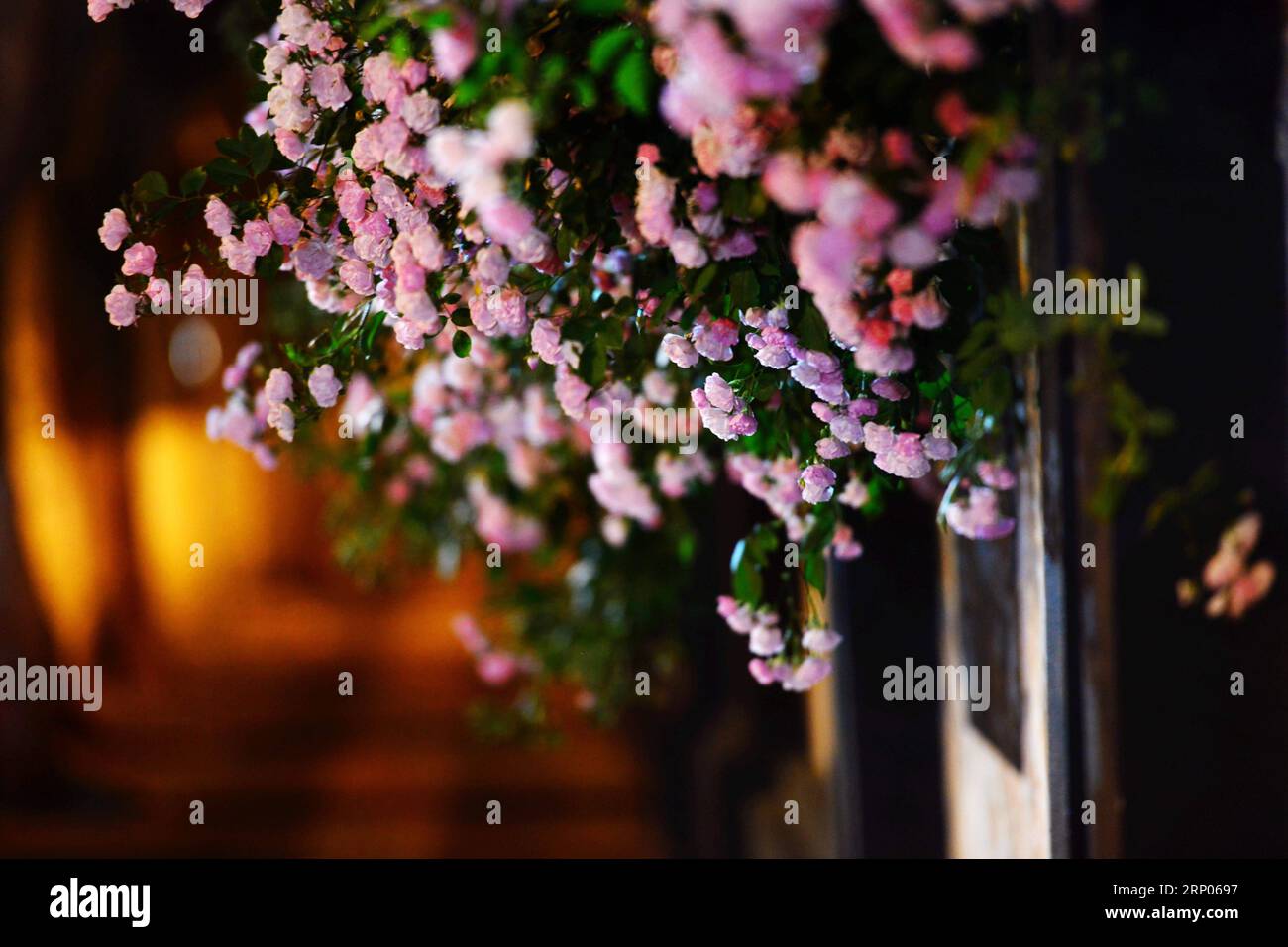 (180422) -- NANJING, April 22, 2018 -- Rose multiflora flowers bloom ...