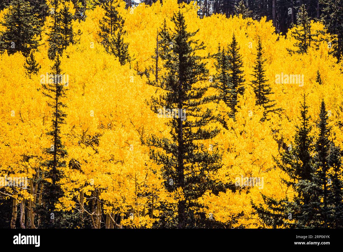 Fall Foliage Arizona Snow Bowl Flagstaff, Arizona, USA Stock Photo - Alamy