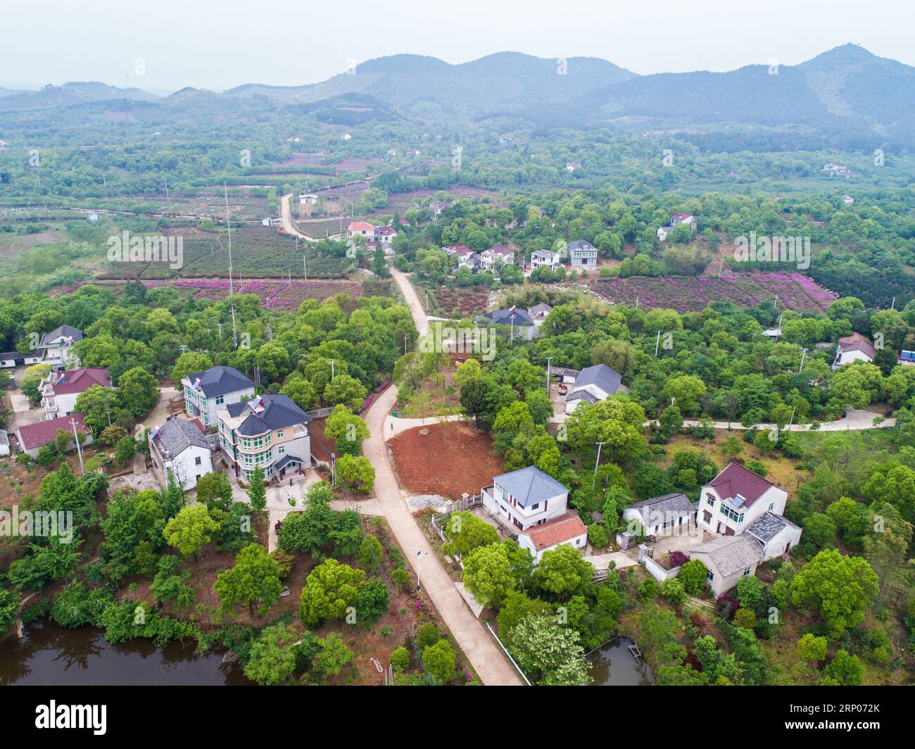 Azalea varieties hi-res stock photography and images - Alamy