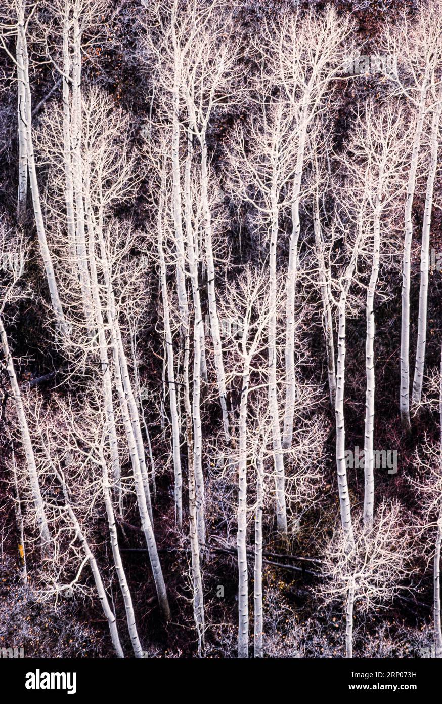 Trees Betatakin Canyon Navajo National Monument Kayenta, Arizona, USA ...