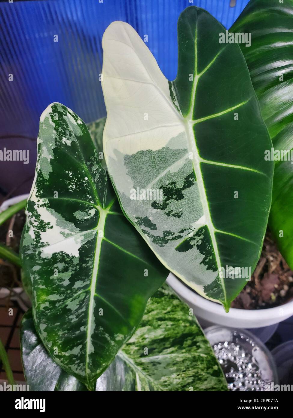 Stunning white and green marbled leaf of Alocasia Frydek variegated, a ...