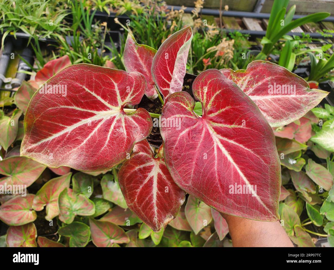 Beautiful red and white veins of Caladium Fallen City Stock Photo - Alamy
