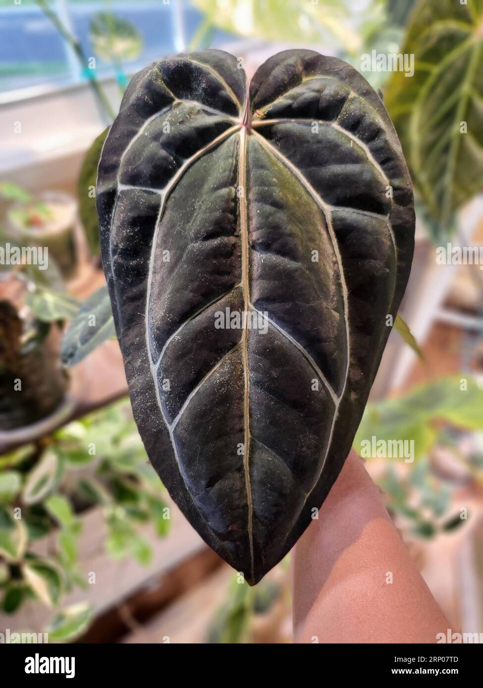 Beautiful dark velvety leaf of Anthurium Dr Block X Carlablackie Stock ...