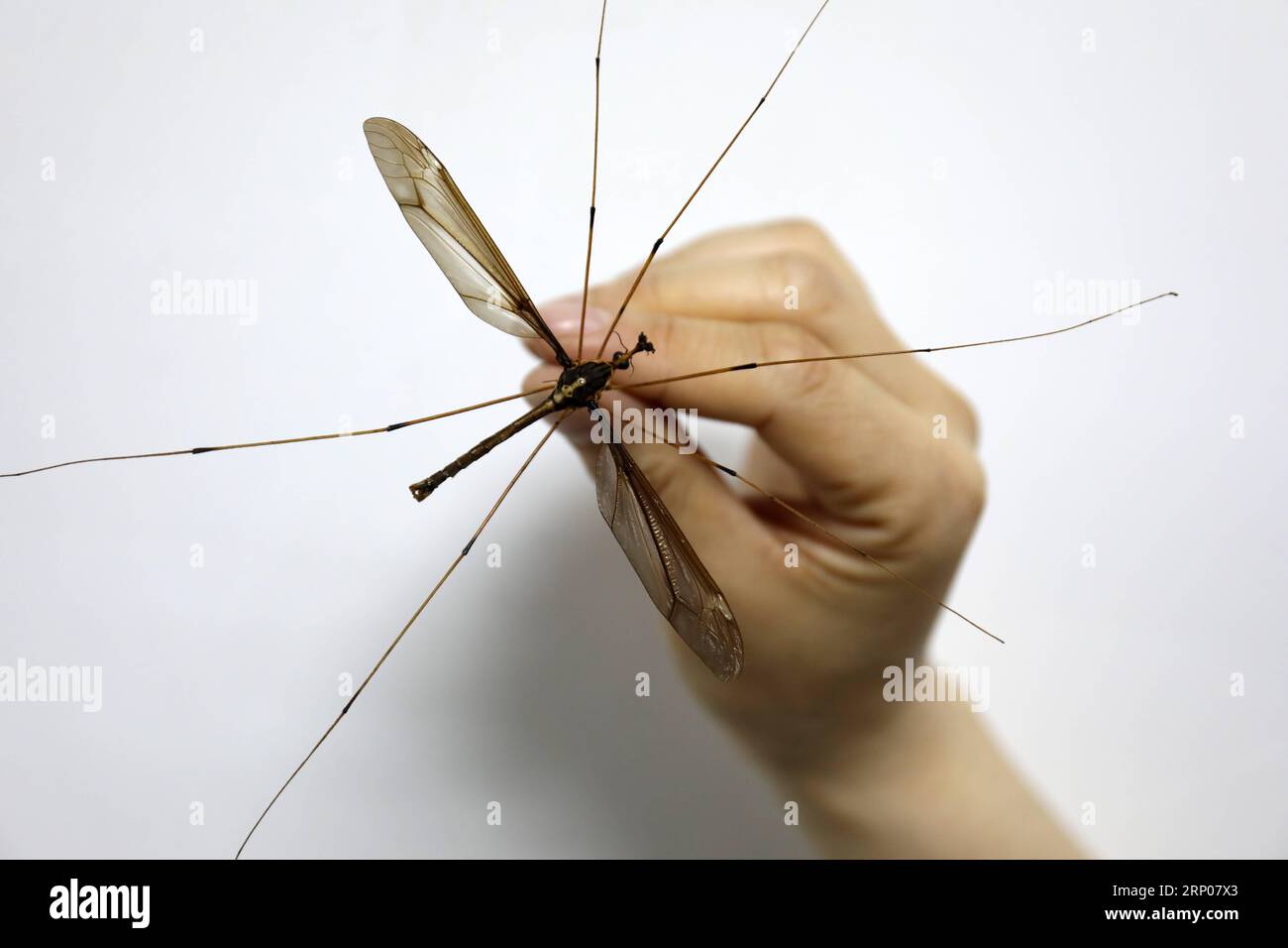 (180425) -- CHENGDU, April 25, 2018 () -- A giant mosquito with a wing ...