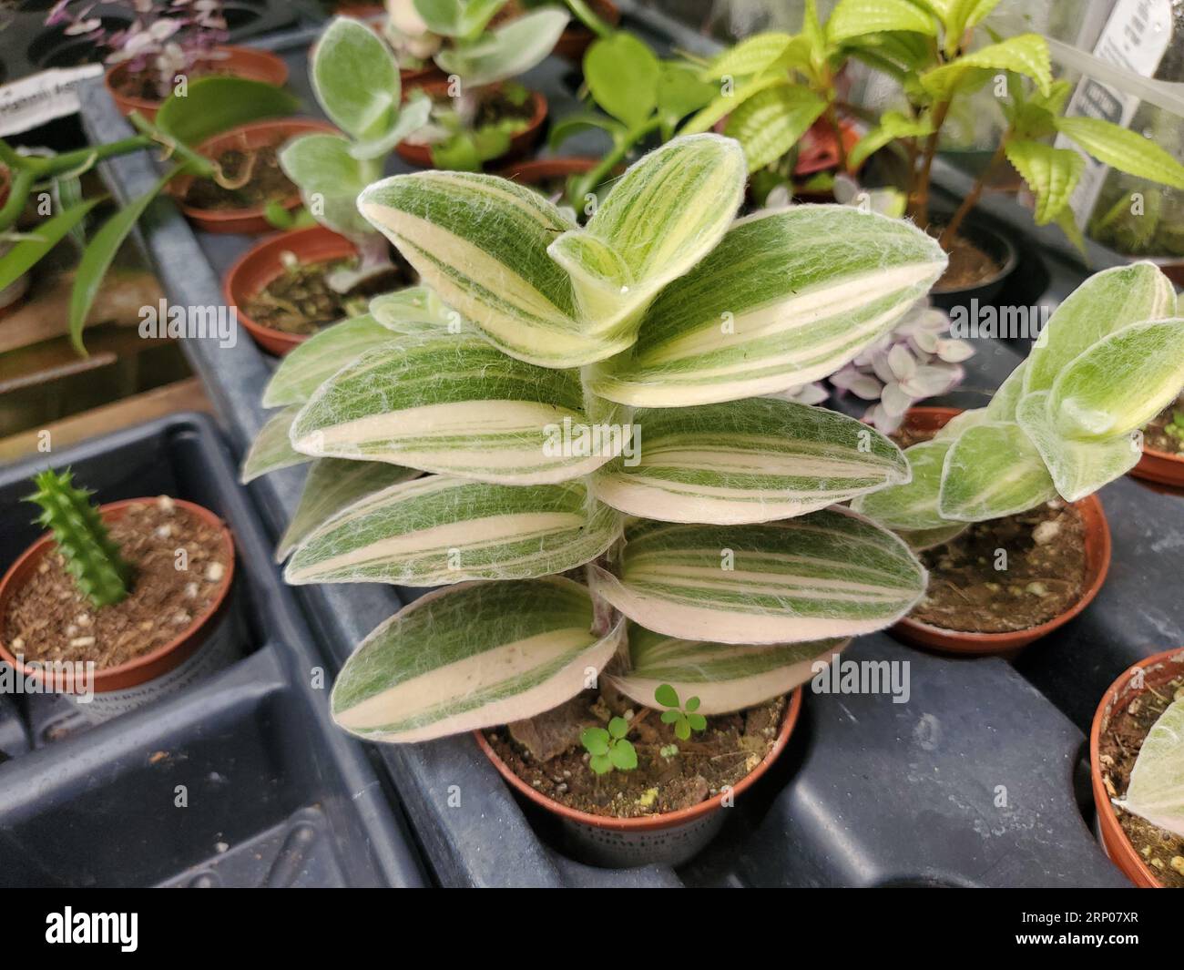 Green and white leaves of Cobweb Spiderwort plant, also known as ...