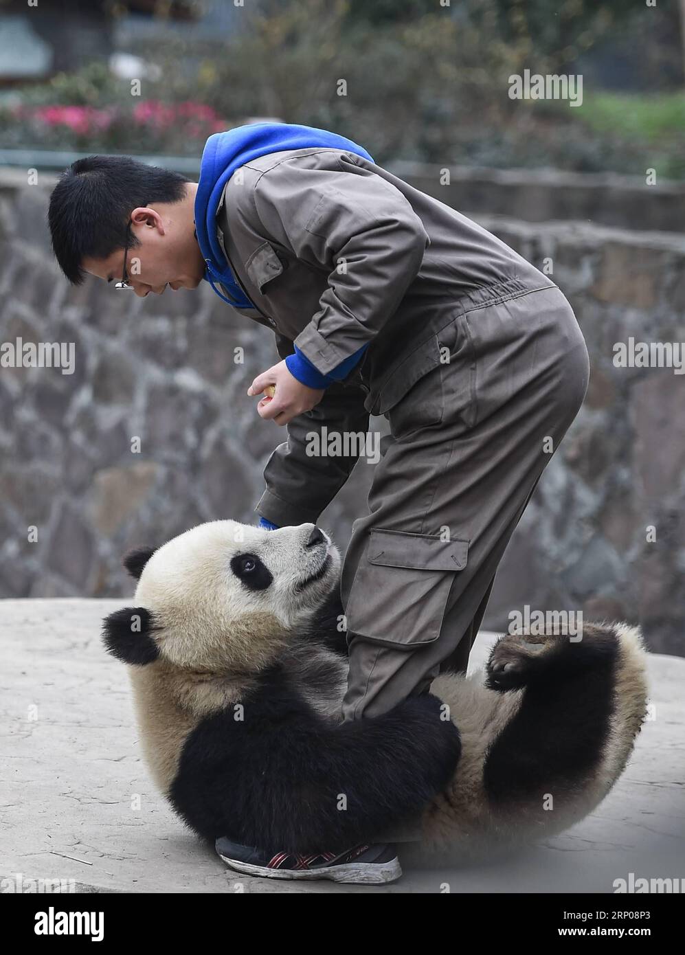 (180426) -- CHENGDU, April 26, 2018 -- A giant panda plays with its ...