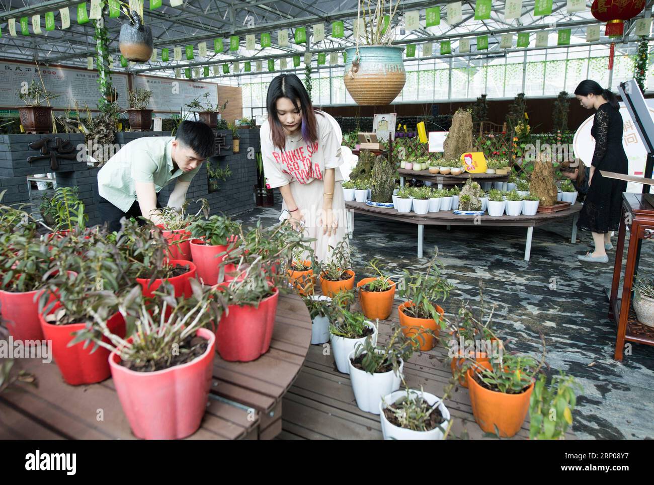 Dendrobe hi-res stock photography and images - Alamy