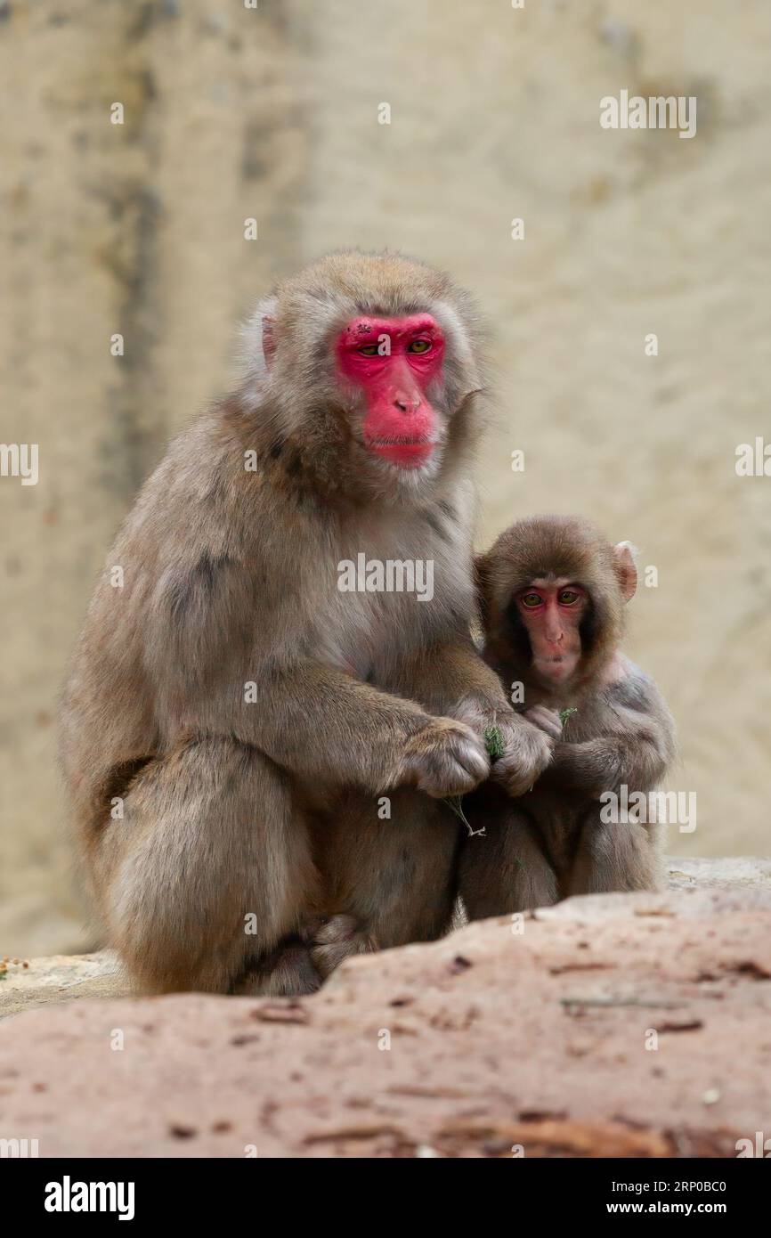 A Japanese macaque monkey parent and child (Mucaca Fuscata), also known ...