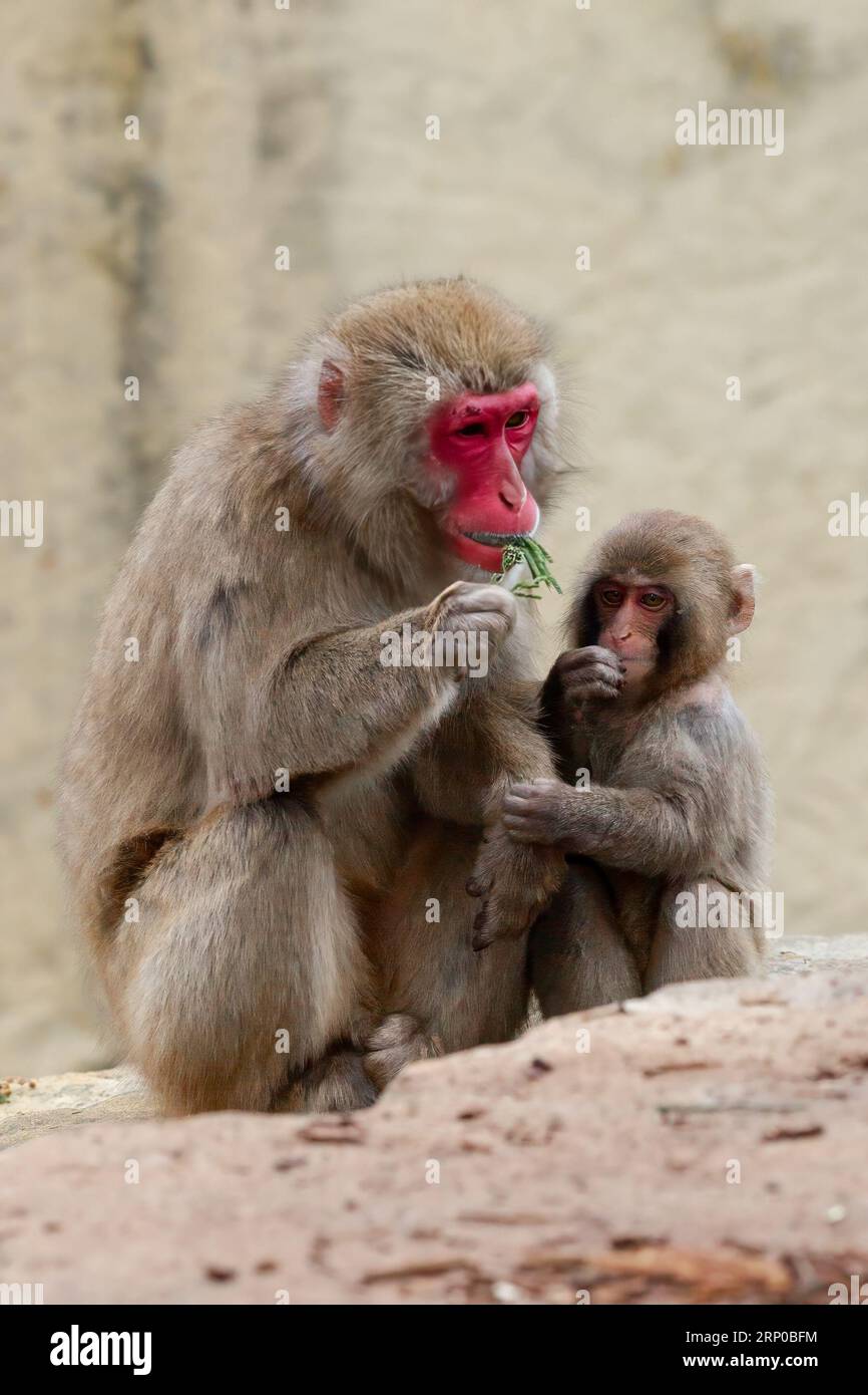 A Japanese macaque monkey parent and child (Mucaca Fuscata), also known ...