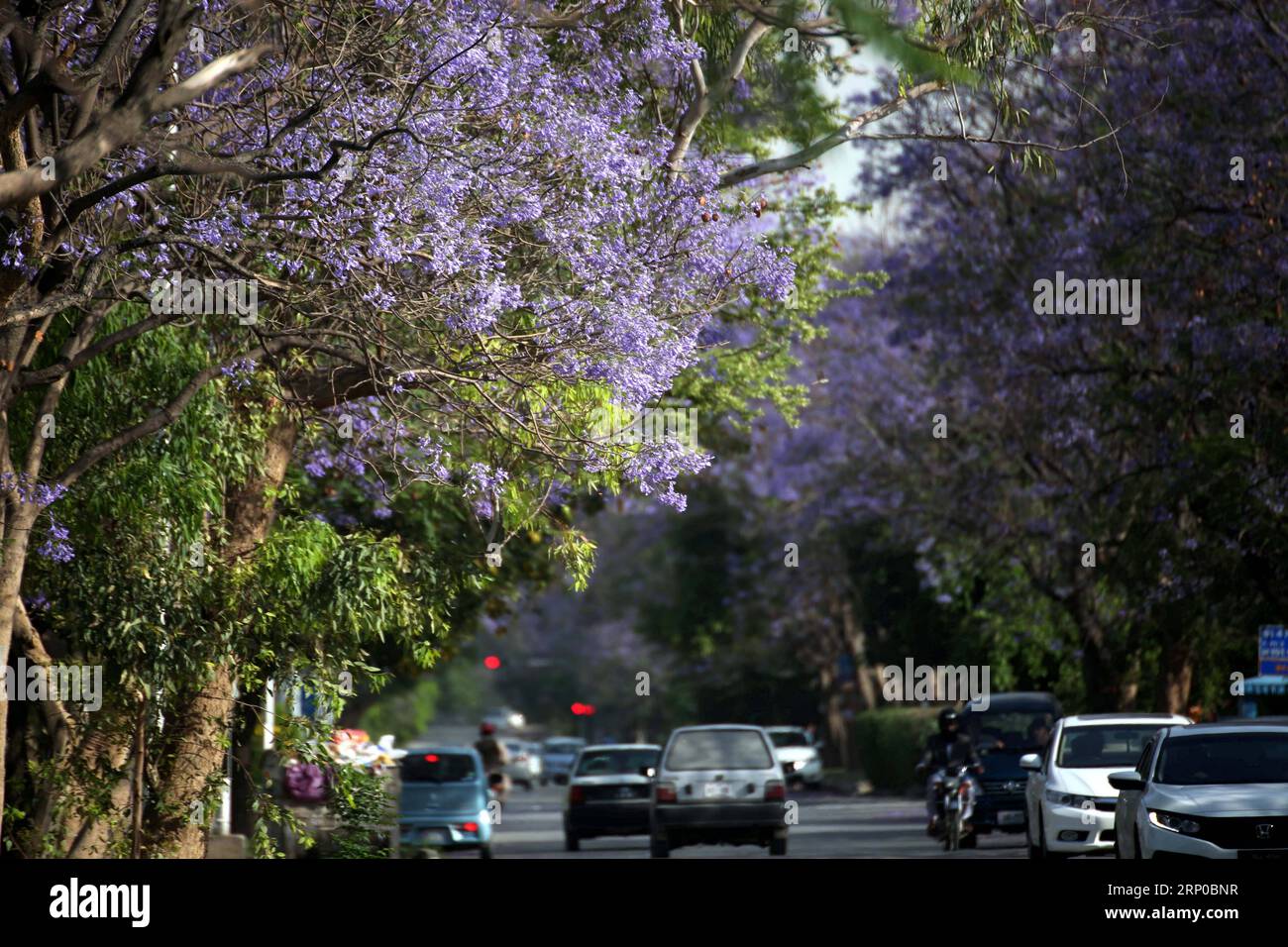 Pakistan blossom hi-res stock photography and images - Alamy