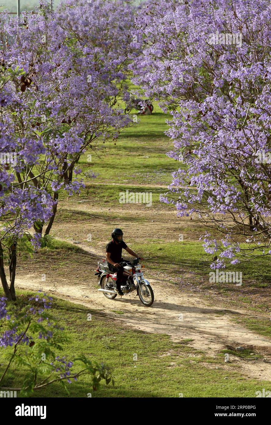 Blossom trees pakistan hi-res stock photography and images - Alamy