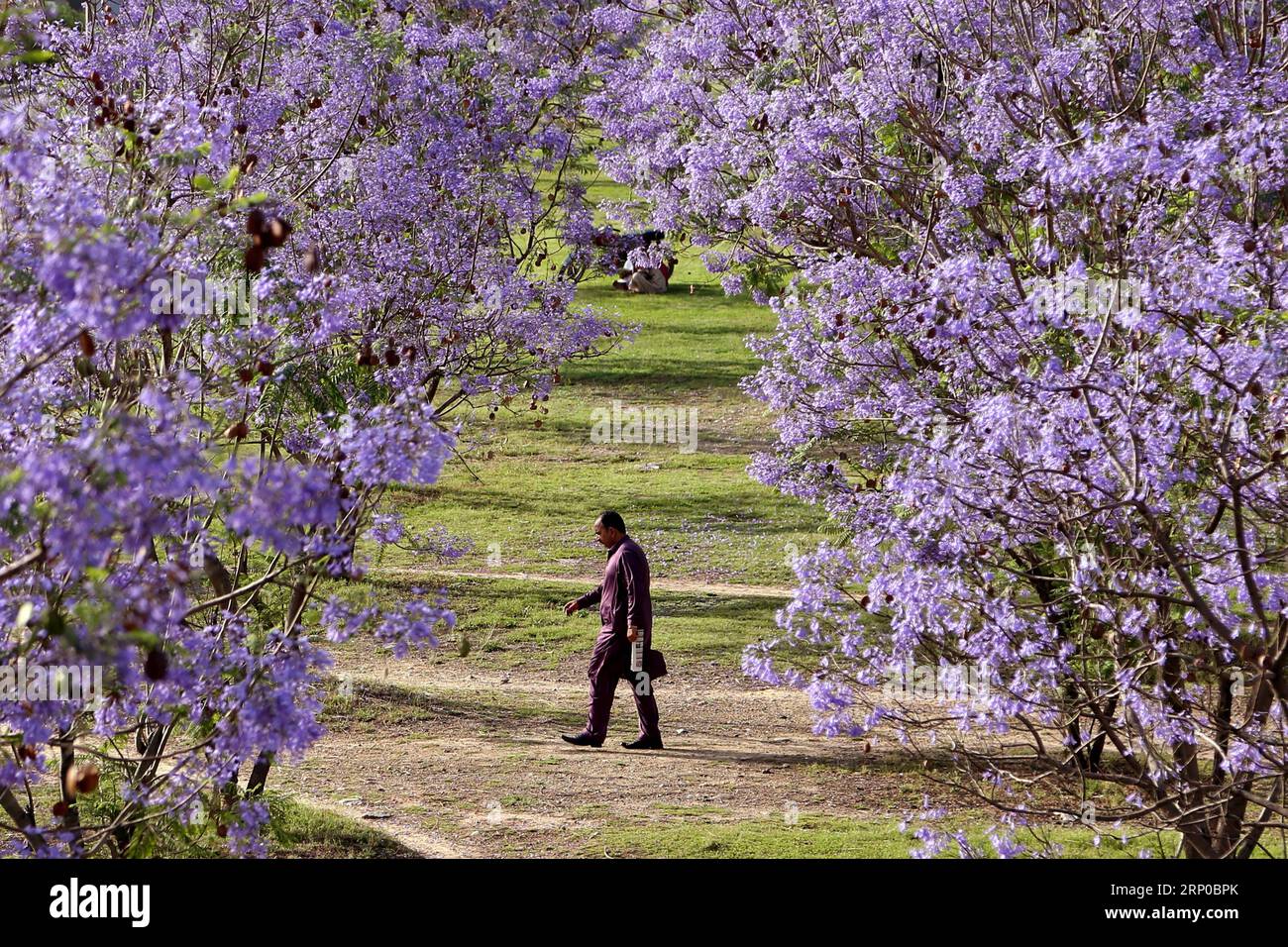 (180504) -- ISLAMABAD, May 4, 2018 -- A man walks among blossoming ...
