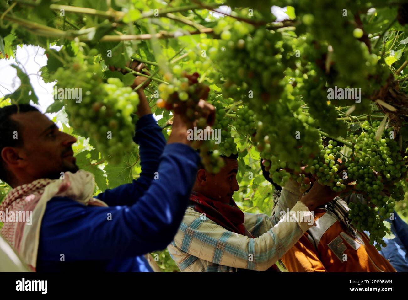 Agricultural value chains hi-res stock photography and images - Alamy