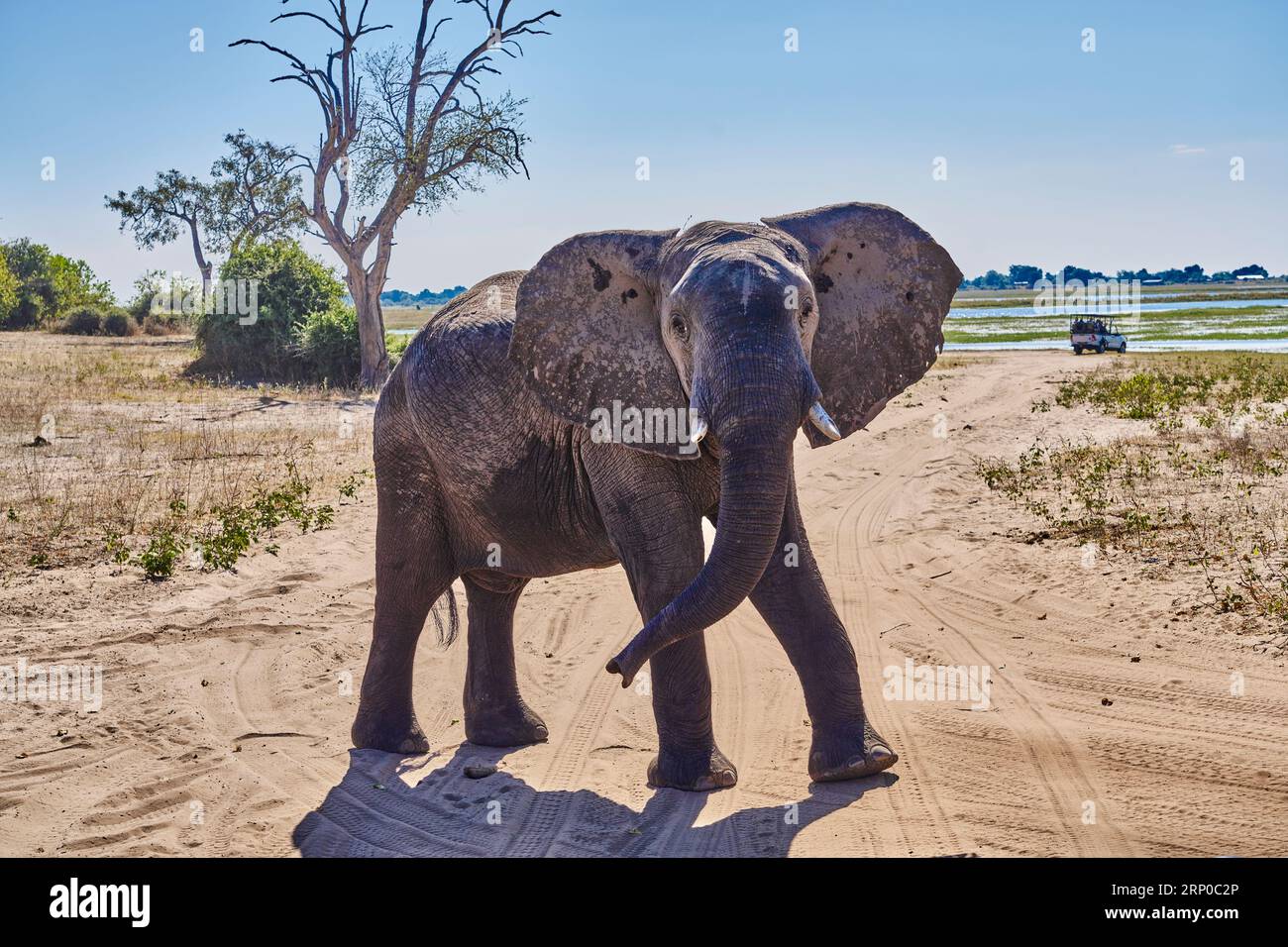 Elephants activities in Africa Stock Photo - Alamy