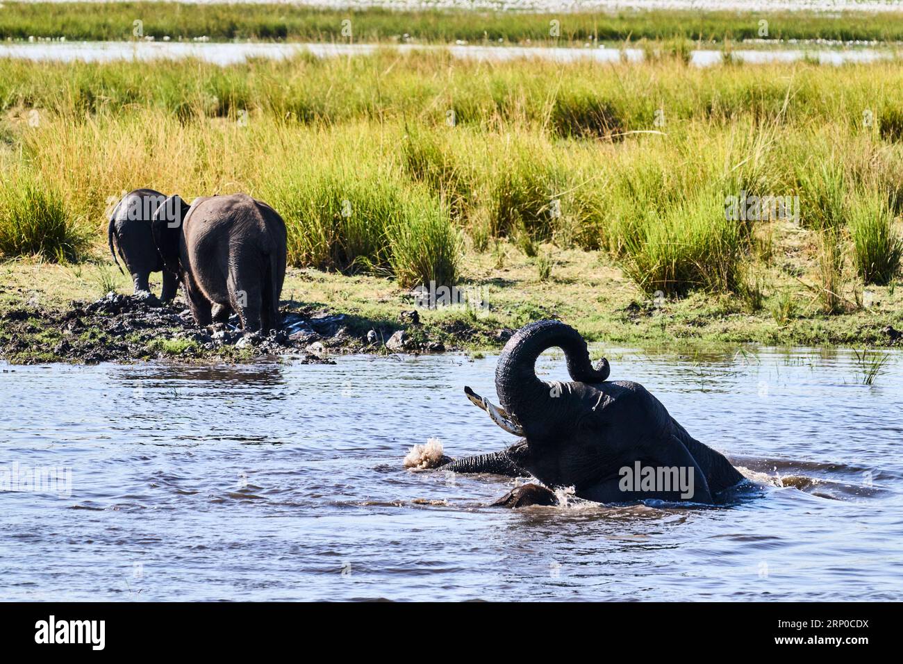 Elephants activities in Africa Stock Photo - Alamy