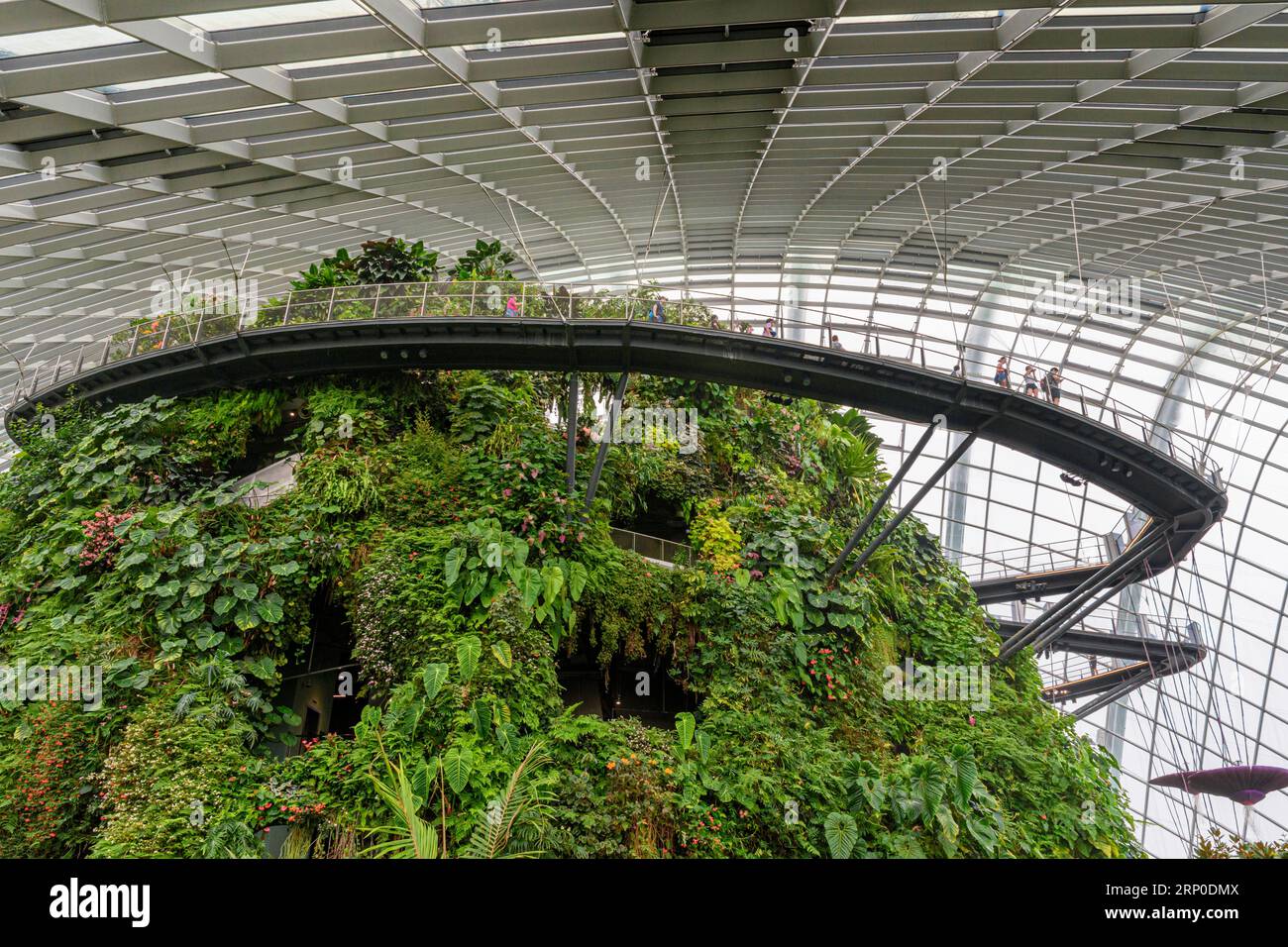 View of the Cloud Walk aerial walkway in the Cloud Forest Dome at ...