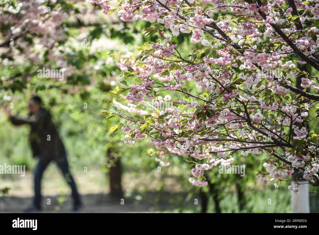 (180510) -- DALIAN, May 10, 2018 -- Photo taken on May 10, 2018 shows ...