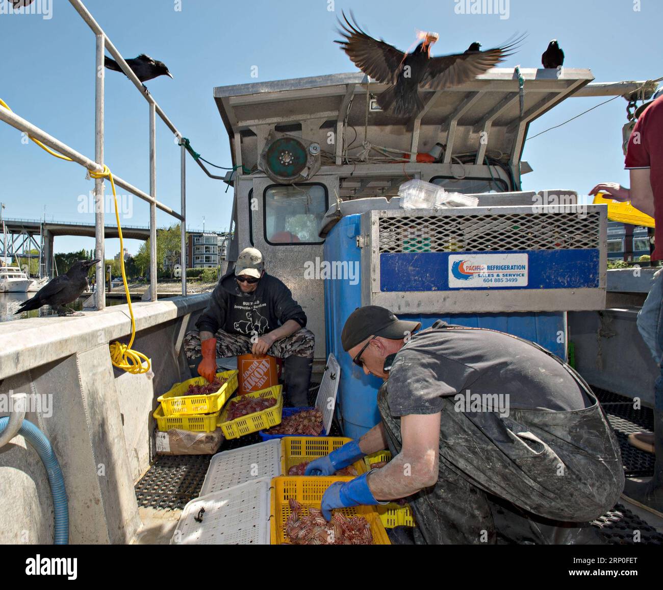 Spot prawn in vancouver hi-res stock photography and images - Alamy