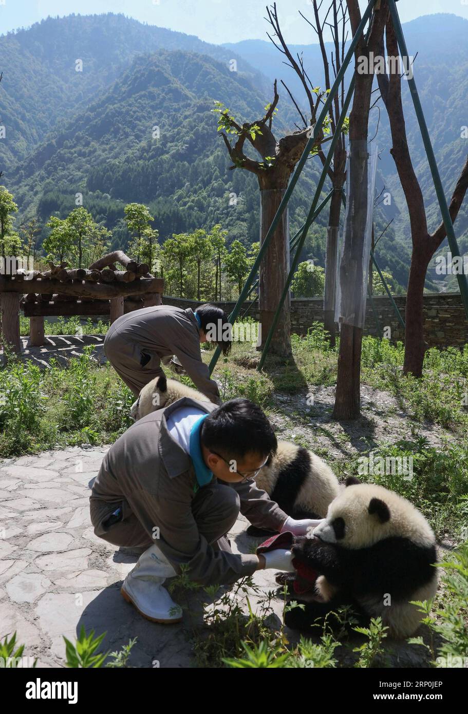 Earthquake Panda Tree
