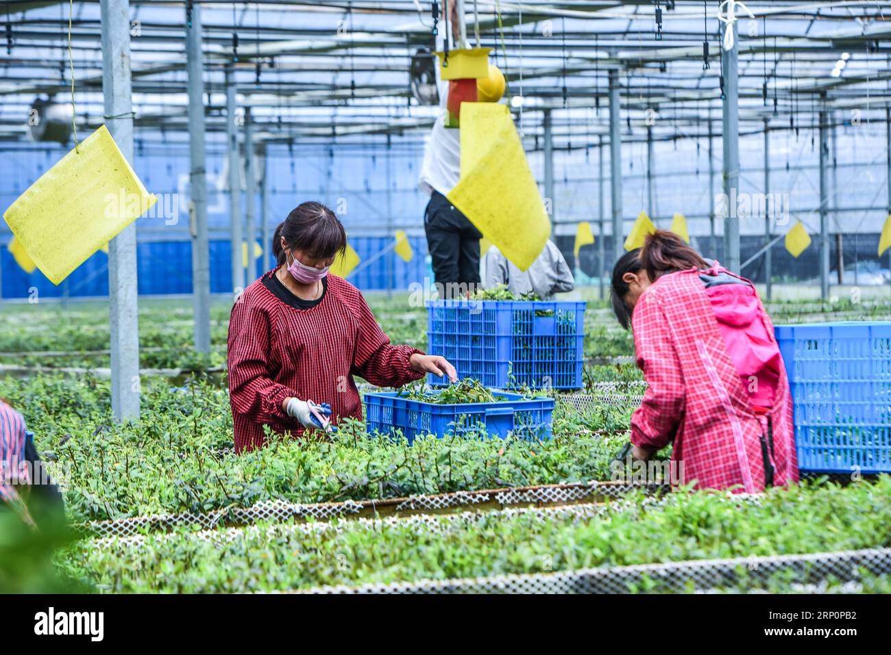 50 mcg hi-res stock photography and images - Alamy