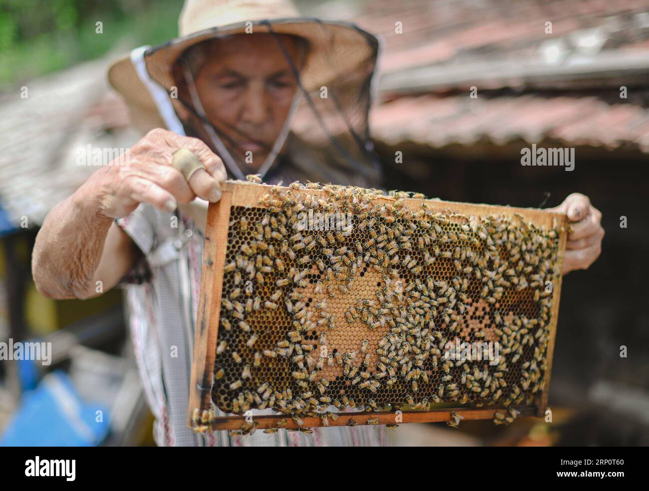Beehive projects hi-res stock photography and images - Alamy