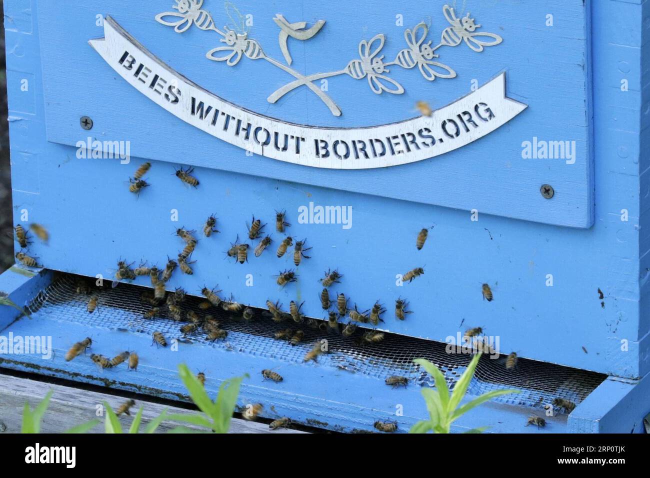 (180524) -- UNITED NATIONS, May 24, 2018 -- Bees are seen during a ...
