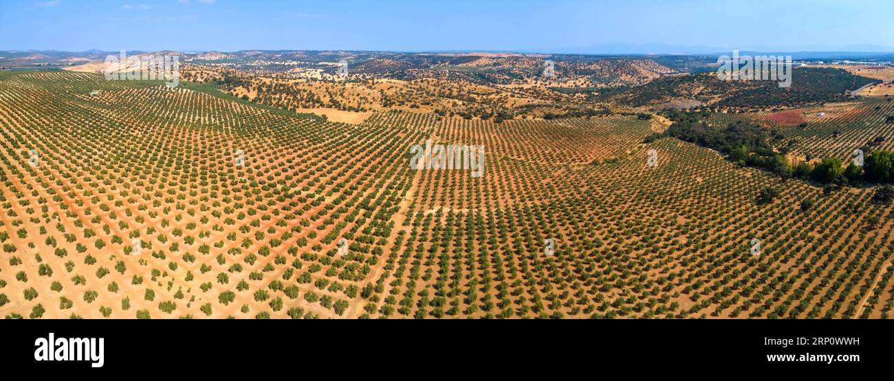 A panoramic aerial view of the olive tree plantations in Andalusia ...