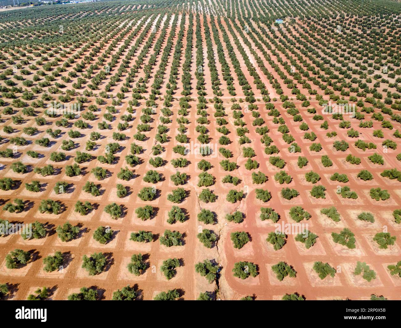 An aerial view of the olive tree plantations in Andalusia, Spain Stock ...