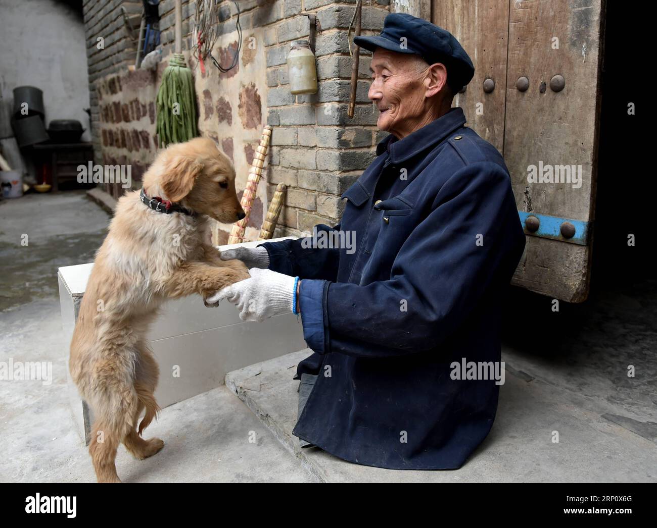 Mentally Retarded Dog