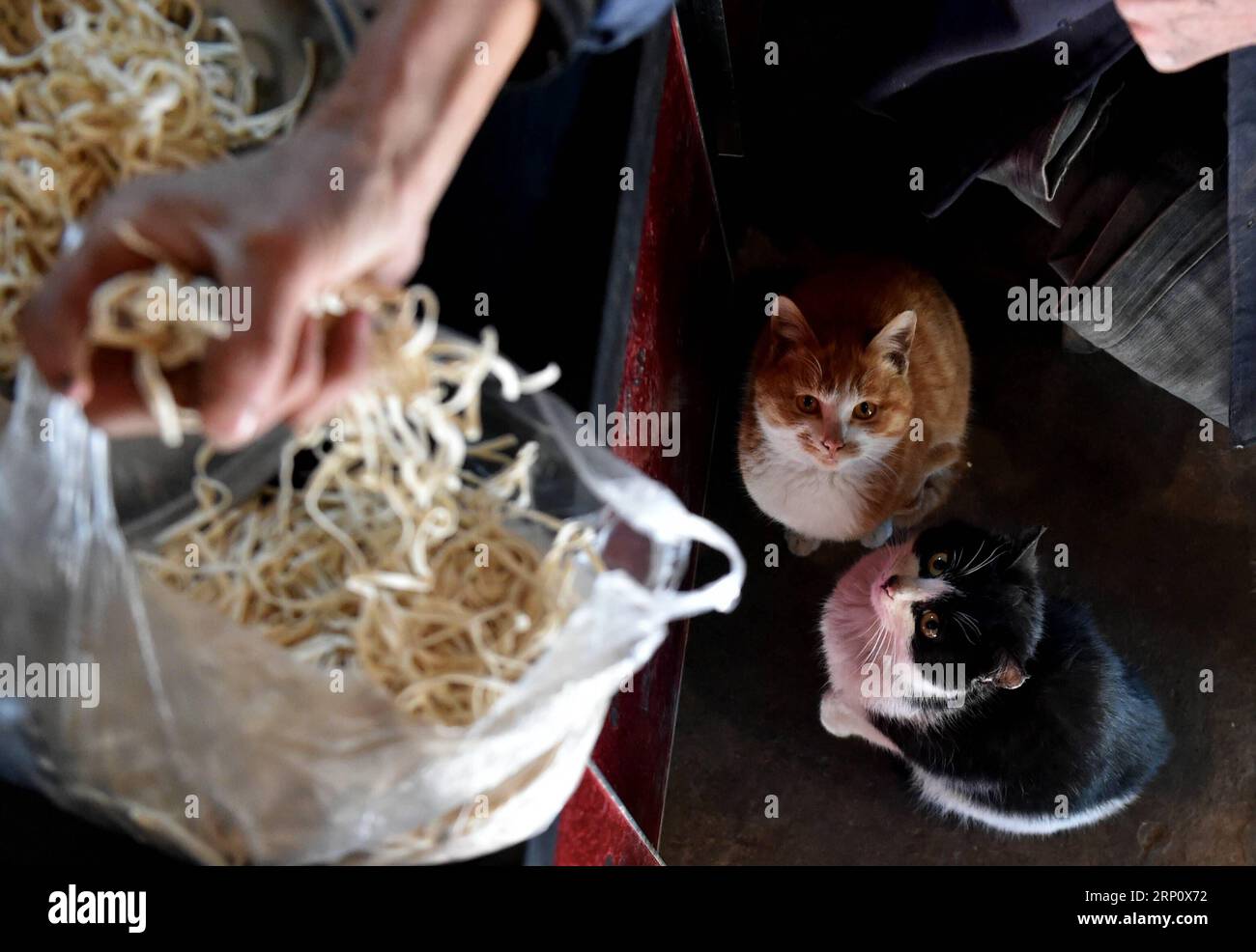 Legless man hi-res stock photography and images - Alamy