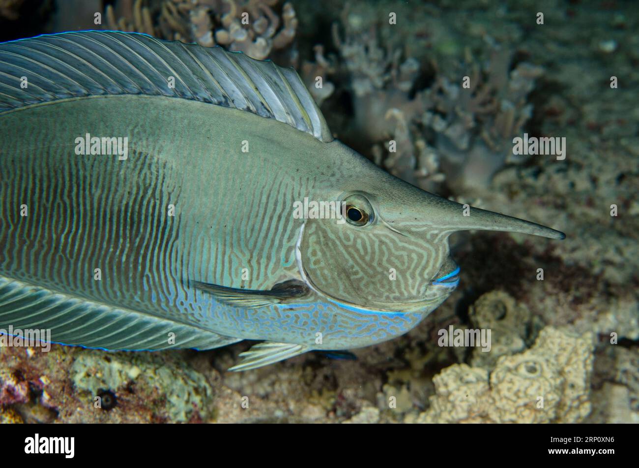 Rostral horn hi-res stock photography and images - Alamy