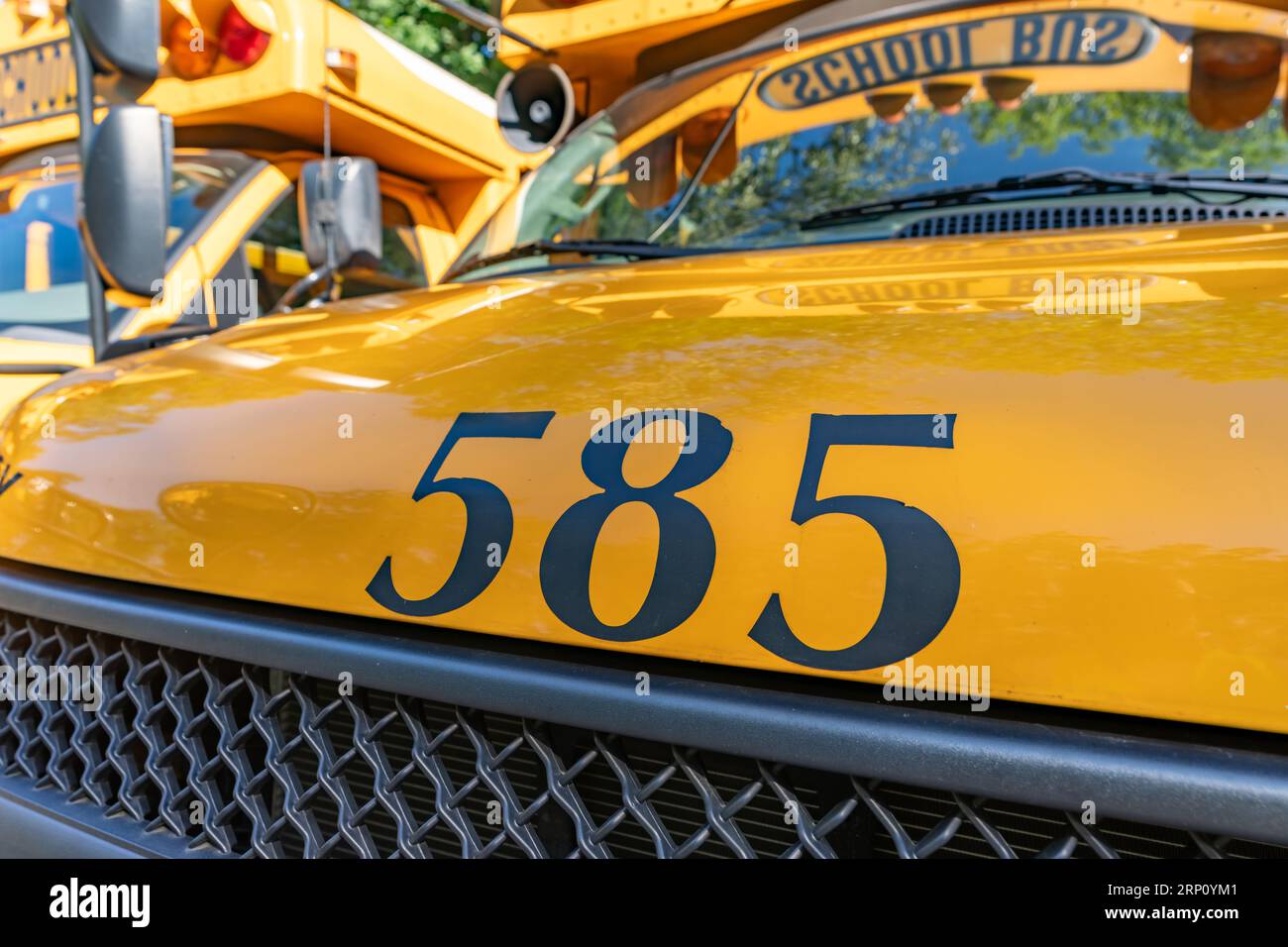 Front of a parked yellow school bus number 585 Stock Photo - Alamy