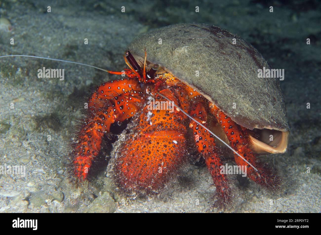 White-spotted Hermit Crab, Dardanus megistos, in shell of Giant Bailer ...