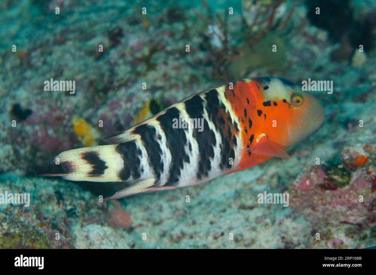 Red-breasted Wrasse, Cheilinus fasciatus, Blue Magic dive site, Mioskon ...