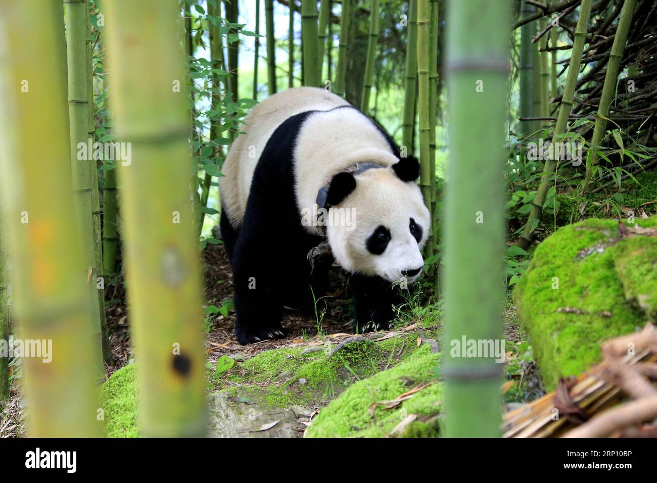 (180601) -- CHENGDU, June 1, 2018 -- A giant panda is spotted wandering ...