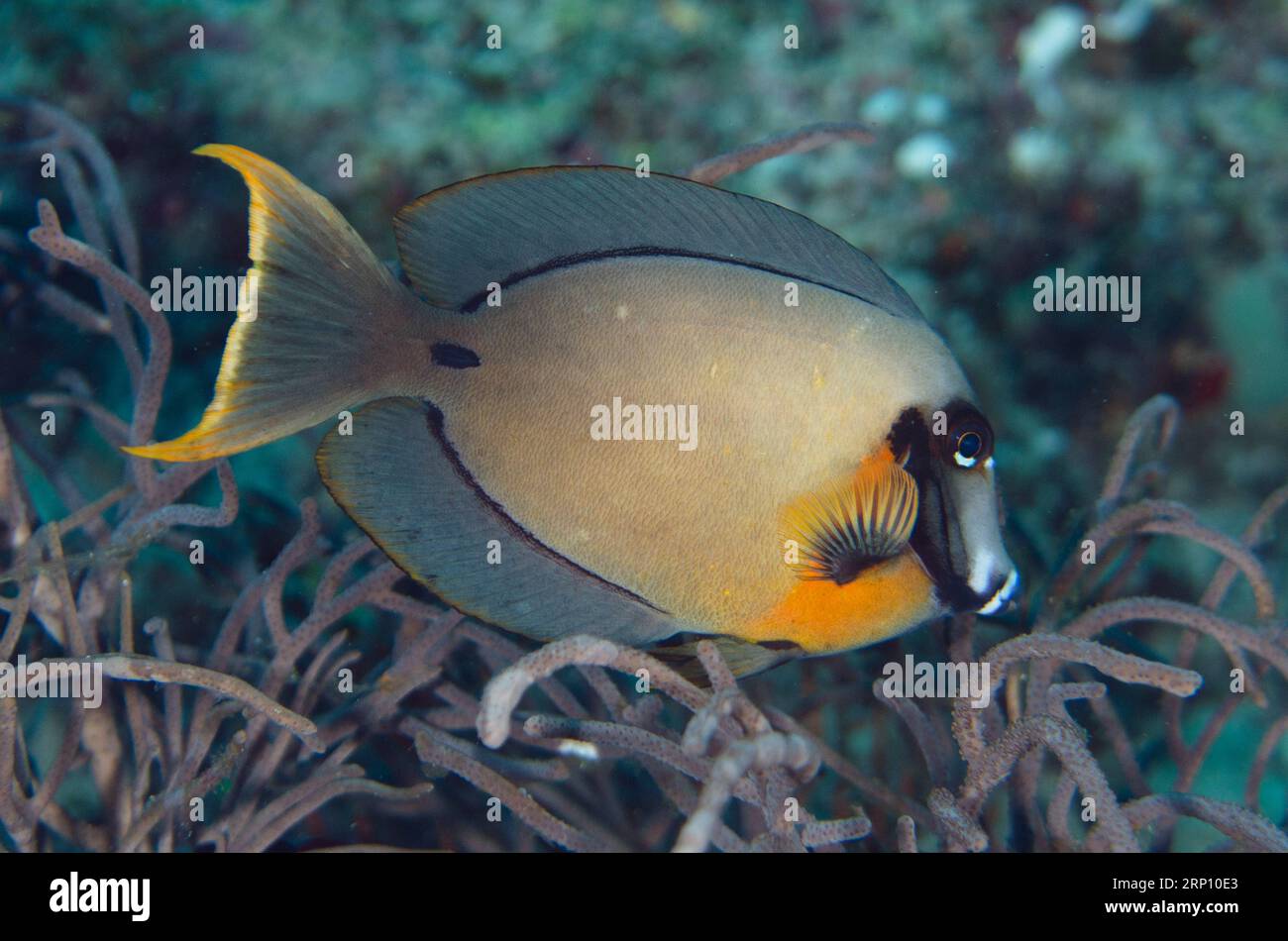 Mimic Surgeonfish, Acanthurus pyroferus, Blue Magic dive site, Mioskon ...
