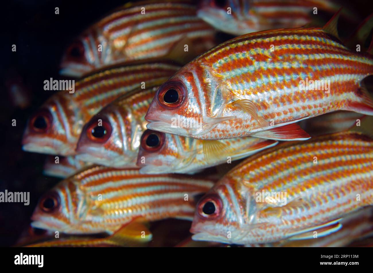 School of Redcoat Squirrelfish, Sargoncentron rubrum, Blue Magic dive ...