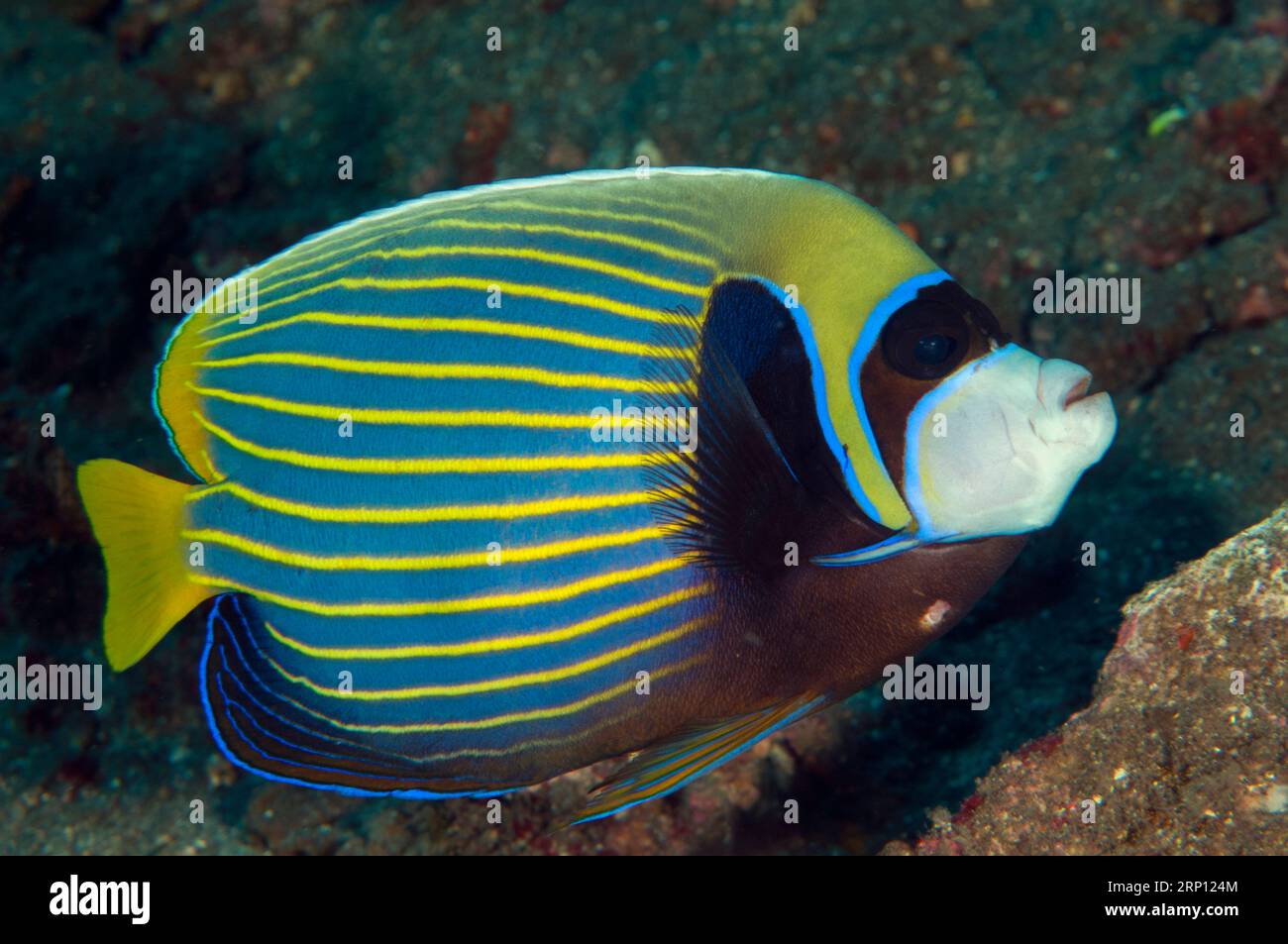 Emperor Angelfish, Pomacanthus imperator, Pyramids dive site, Amed ...